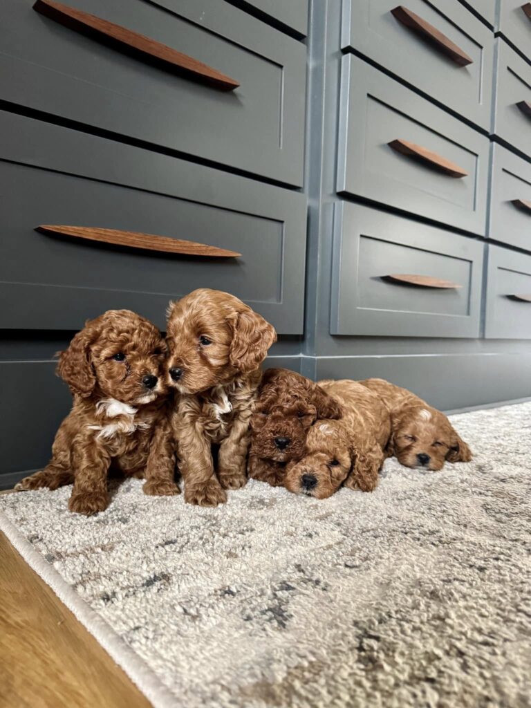 Female Cavapoo Puppy for Sale / Healthy and Cute pups 100%