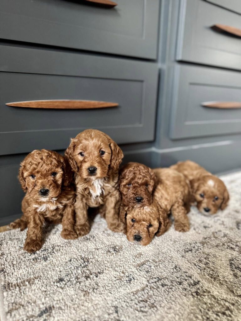 Female Cavapoo Puppy for Sale / Healthy and Cute pups 100%